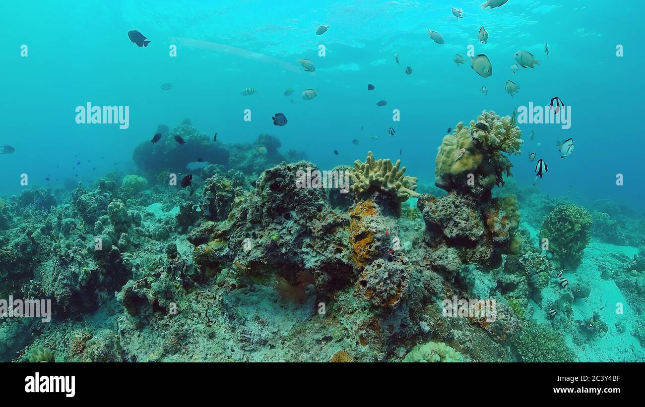 Coraux de poissons tropicaux Marine Reef. Vie tropicale sous-marine ...