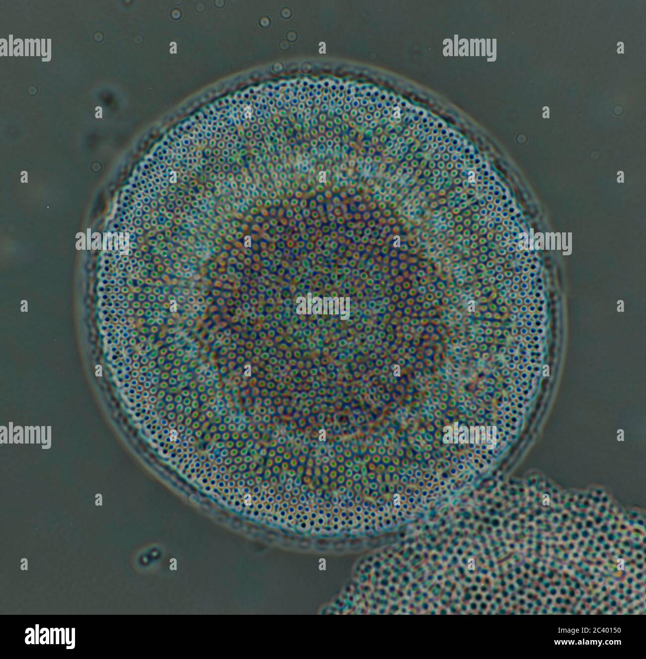 Algae microscope Banque de photographies et d’images à haute résolution ...