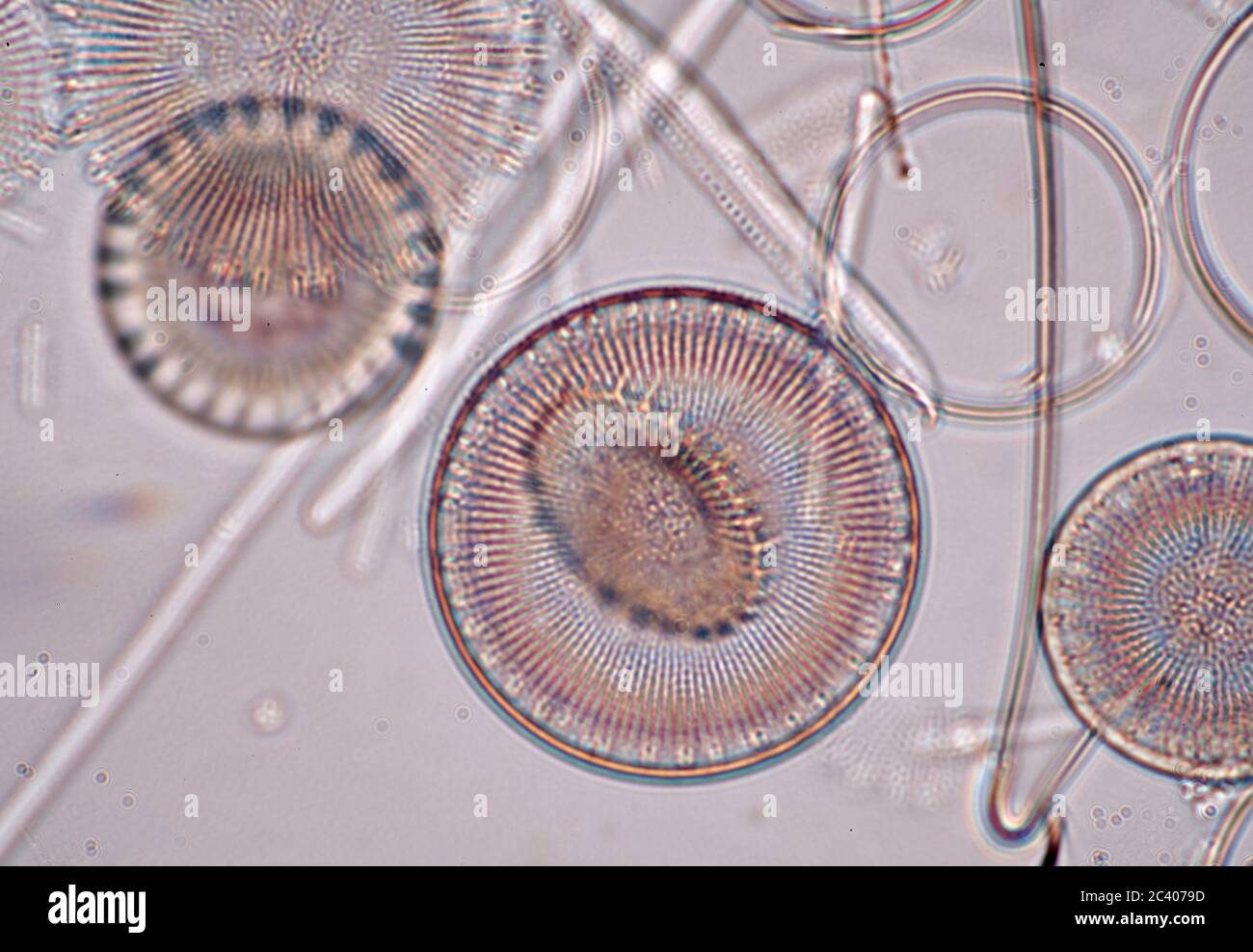 Algae microscope Banque de photographies et d’images à haute résolution ...