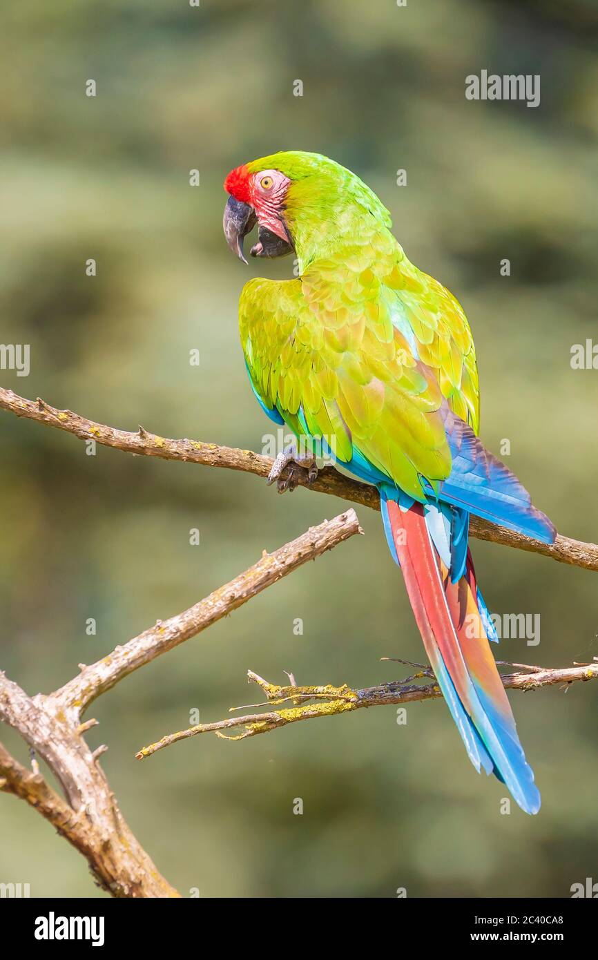 Ara ambiguus ambiguus Banque de photographies et d’images à haute ...