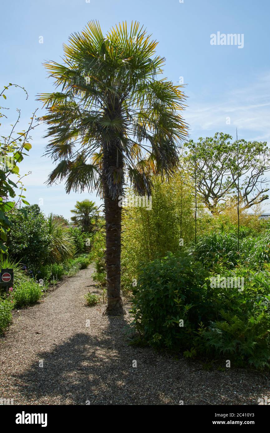 Trachycarpus fortunei palm tree Banque de photographies et d’images à ...