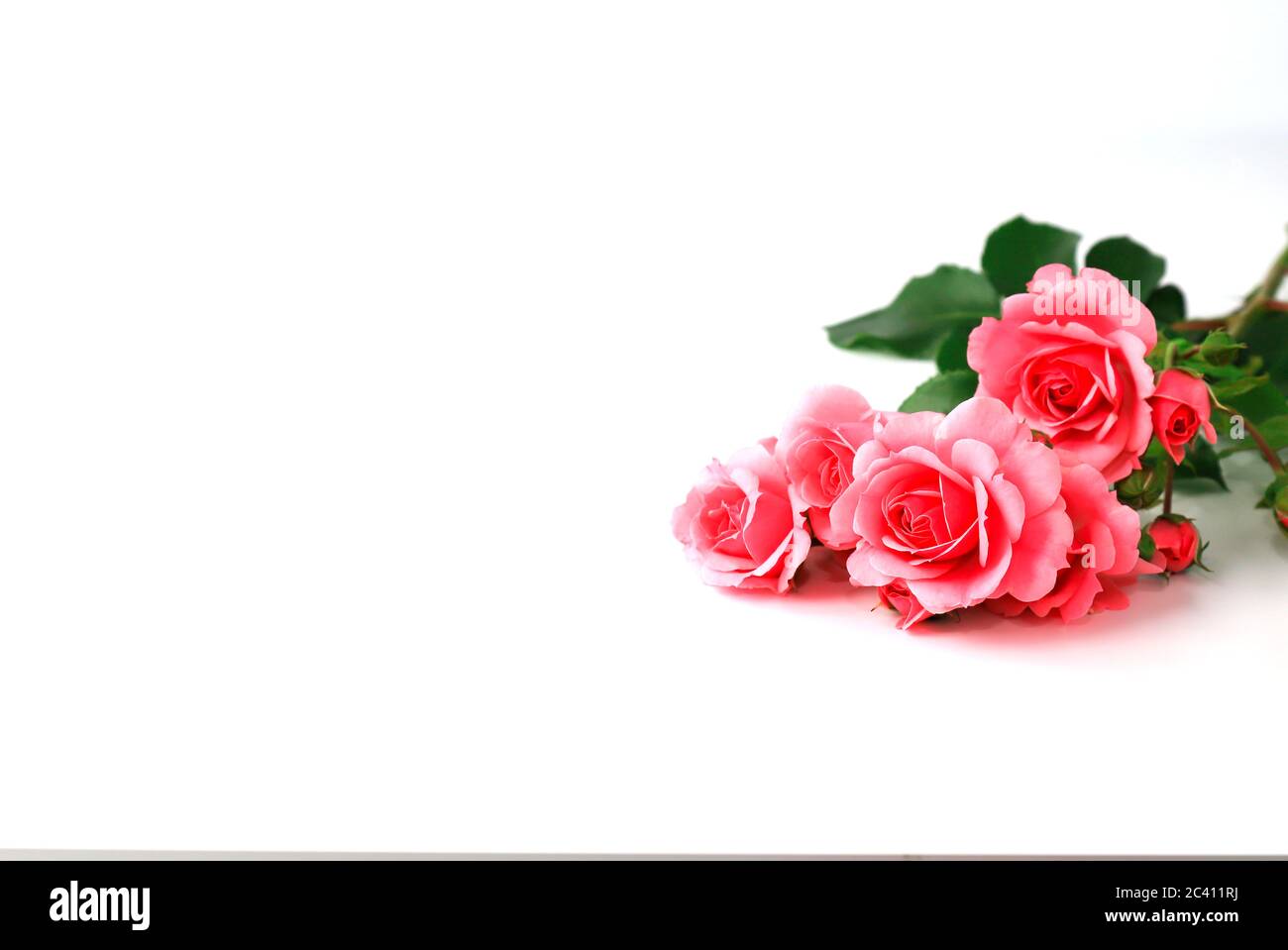 Belles fleurs roses rouges sur fond blanc, bouquet, isolées. Roses ...