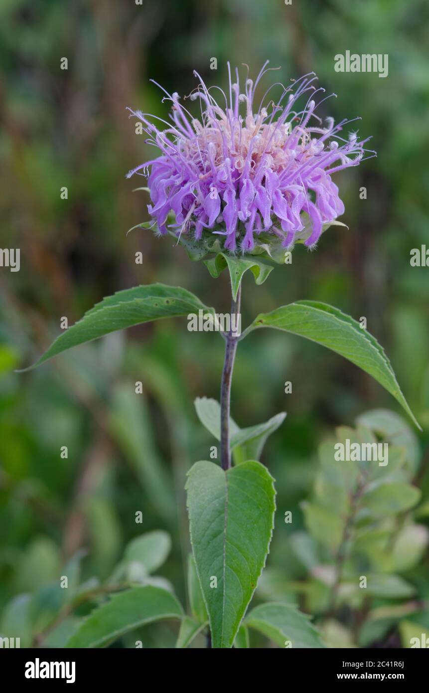 Monarda fistulosa Banque de photographies et d’images à haute ...