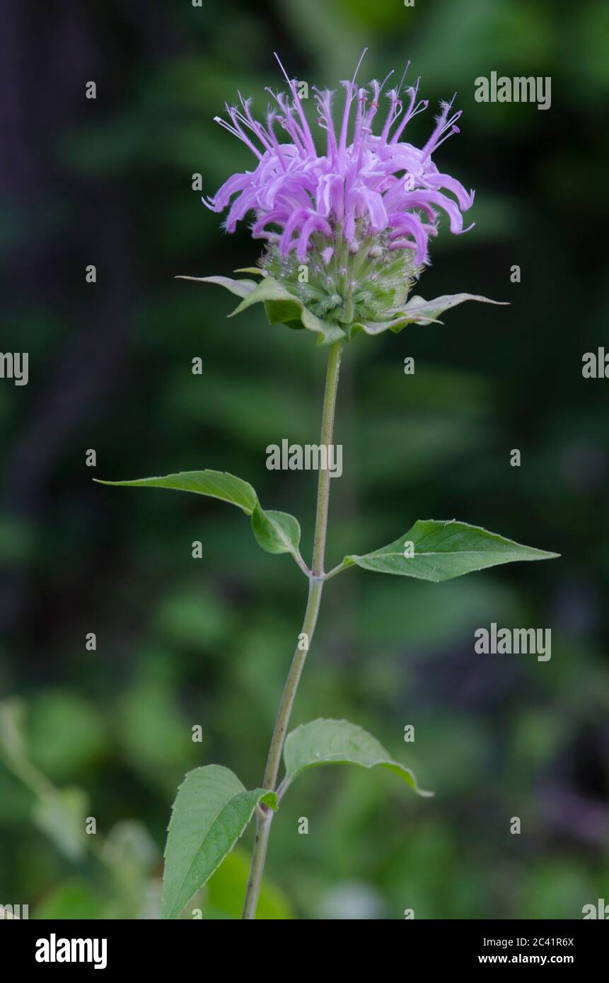 Monarda fistulosa Banque de photographies et d’images à haute ...