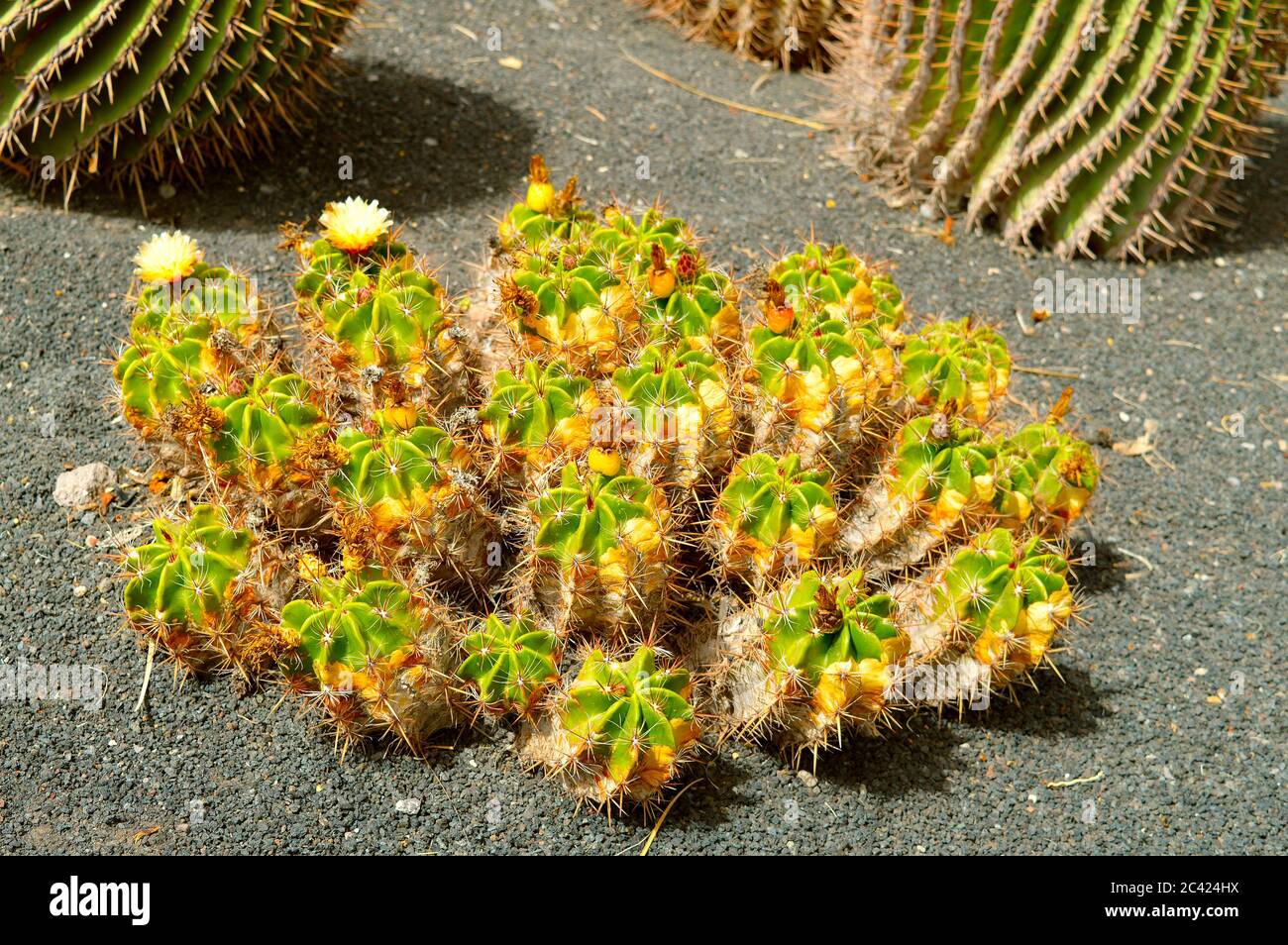 Clump barrel cactus Banque de photographies et d’images à haute ...