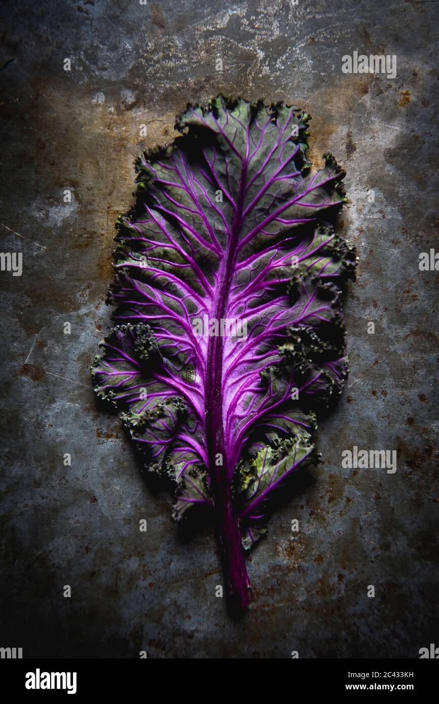 Purple kale Banque de photographies et d’images à haute résolution - Alamy