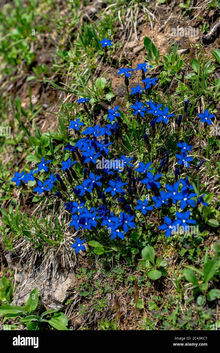 Fleurs dans les montagnes, Bergblumen, Blumen, Wiesenblumen, Vorarlberg ...