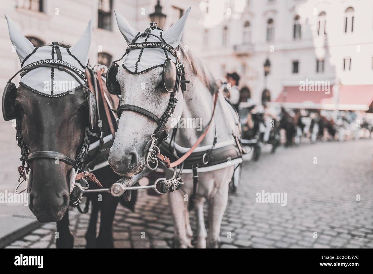 Chevaux fiacre Banque de photographies et d’images à haute résolution ...