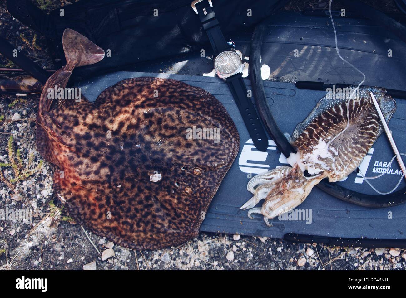 Photo de paysage d'un poisson électrique à rayons, d'un calmar et d'une ...