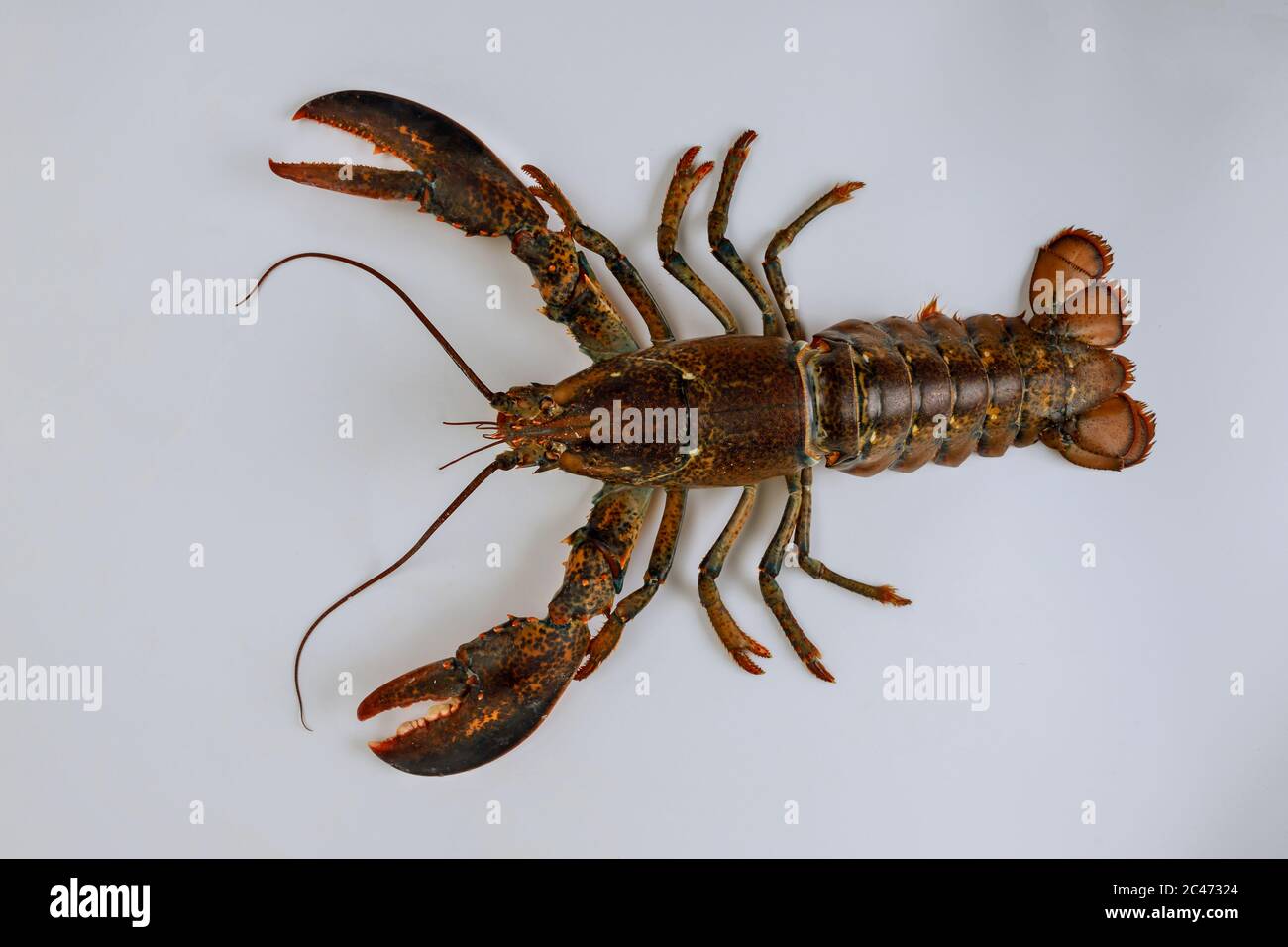 Queue du homard vivant Banque de photographies et d’images à haute ...