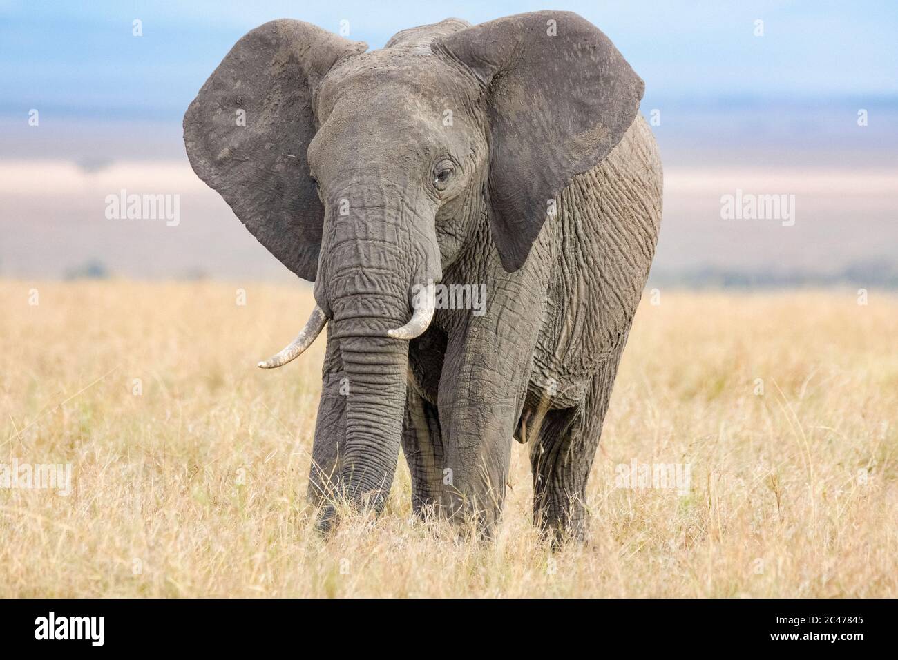 African savanna elephant Banque de photographies et d’images à haute ...