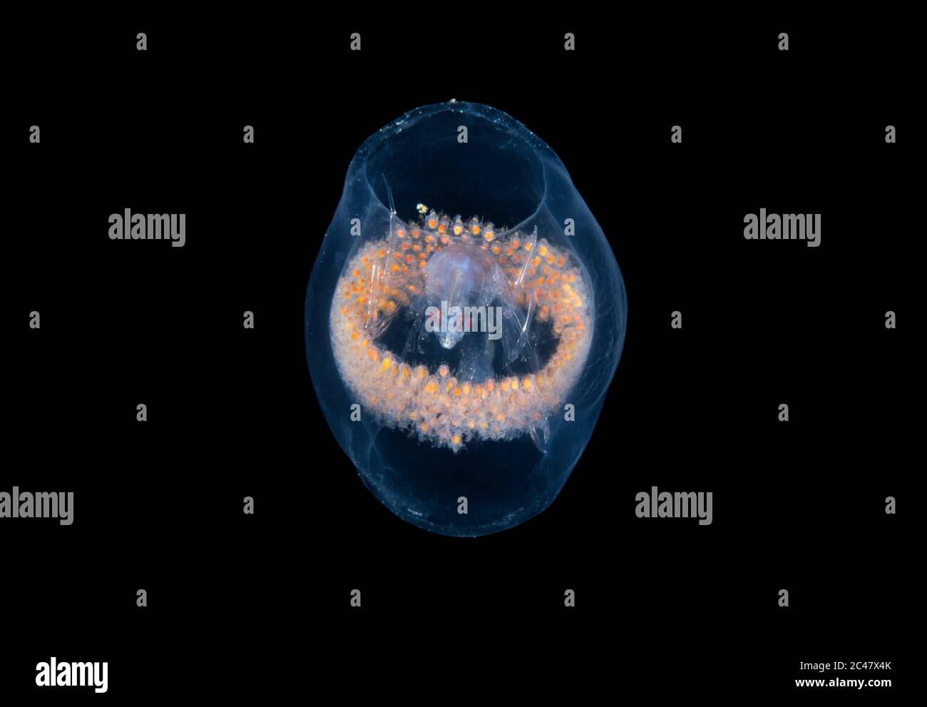 Phronima amphipod Banque de photographies et d’images à haute ...