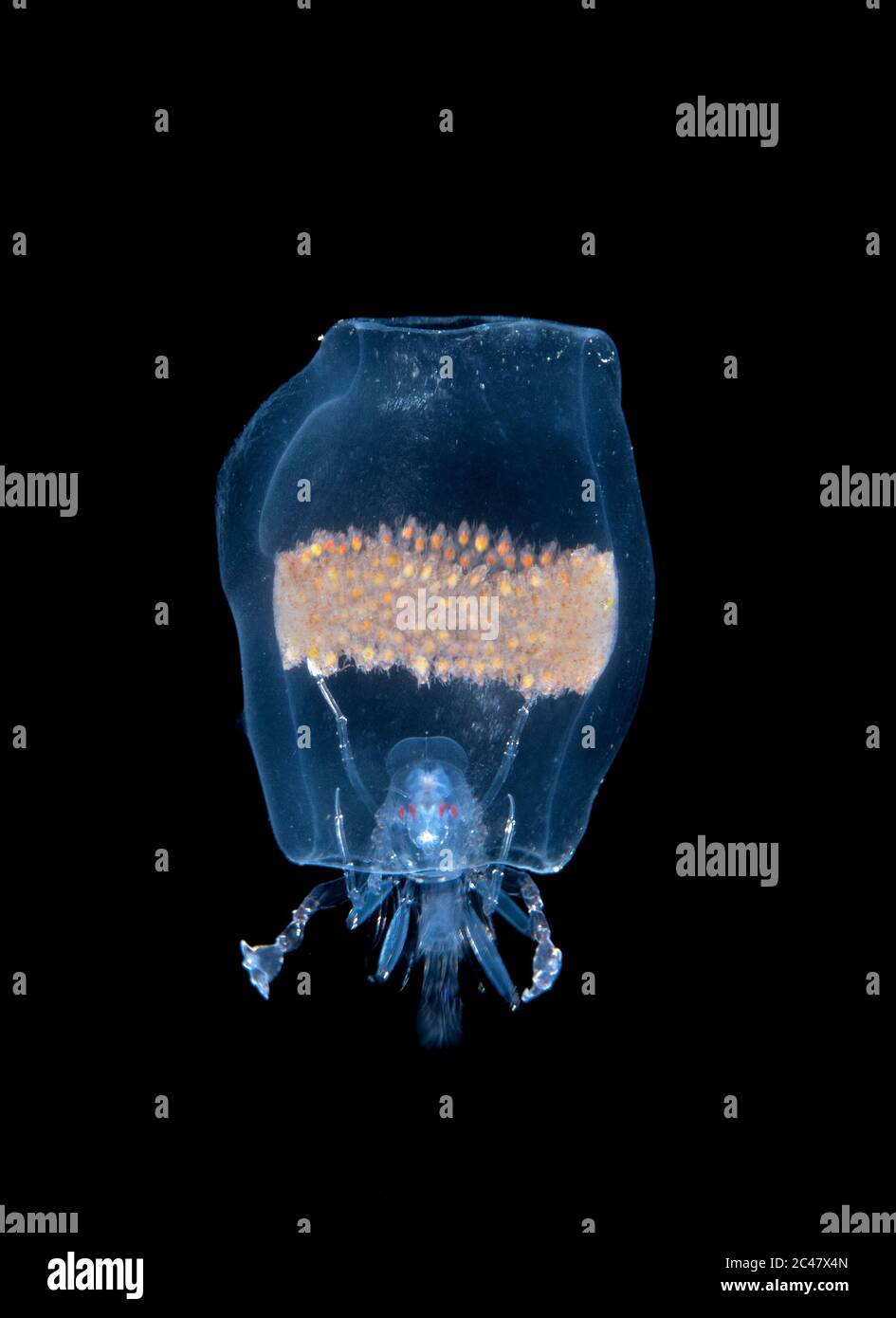 Phronima amphipod Banque de photographies et d’images à haute ...