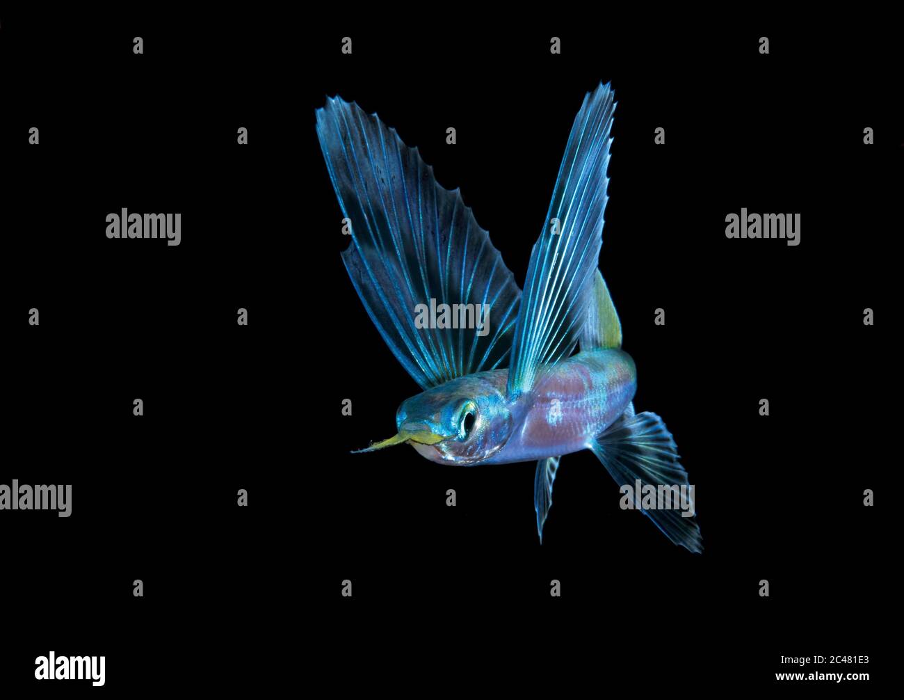 Exocoetidae flying fish marine Banque de photographies et d’images à ...