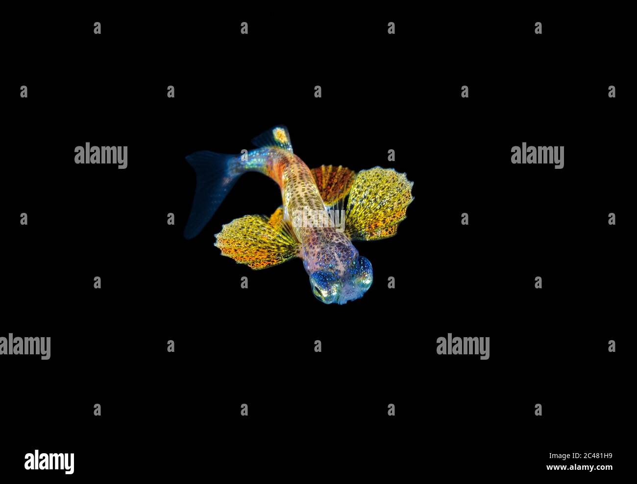 Exocoetidae flying fish marine Banque de photographies et d’images à ...