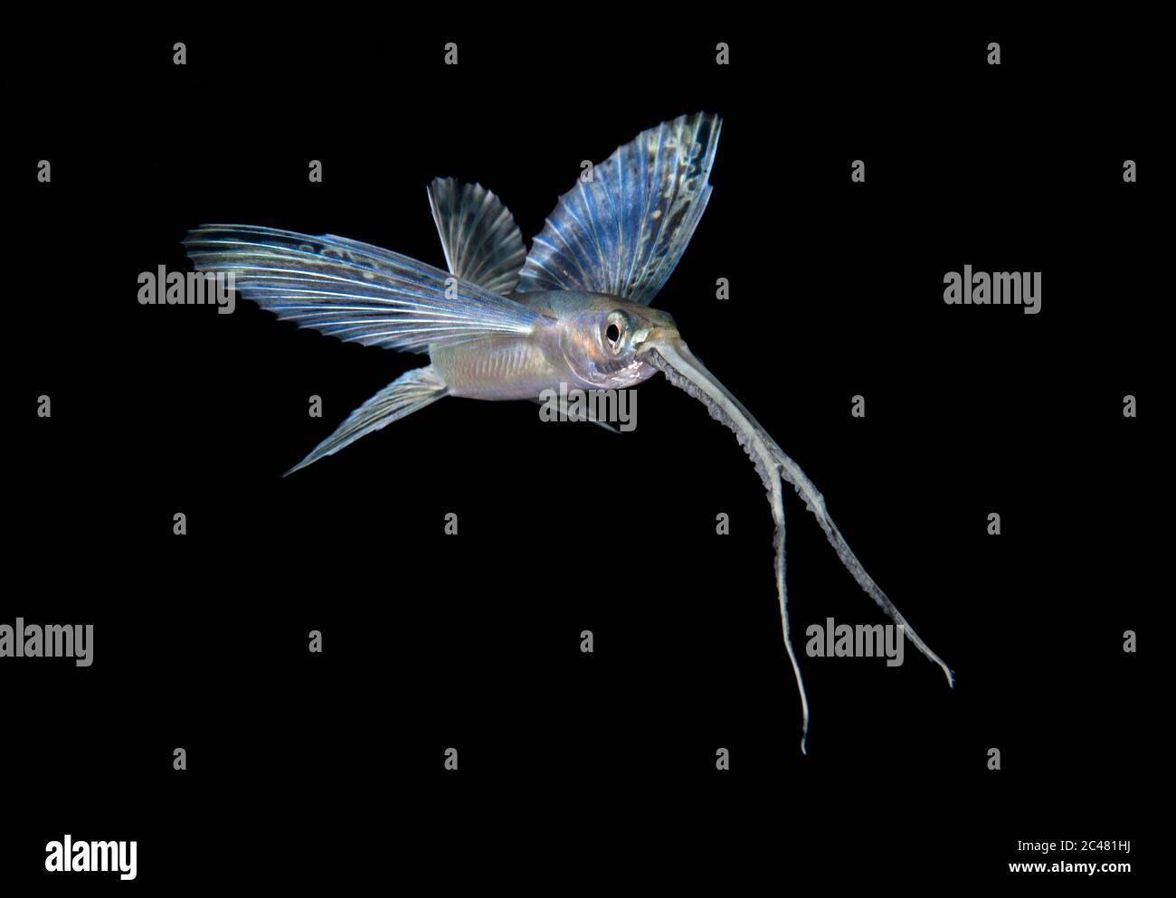 Exocoetidae flying fish marine Banque de photographies et d’images à ...