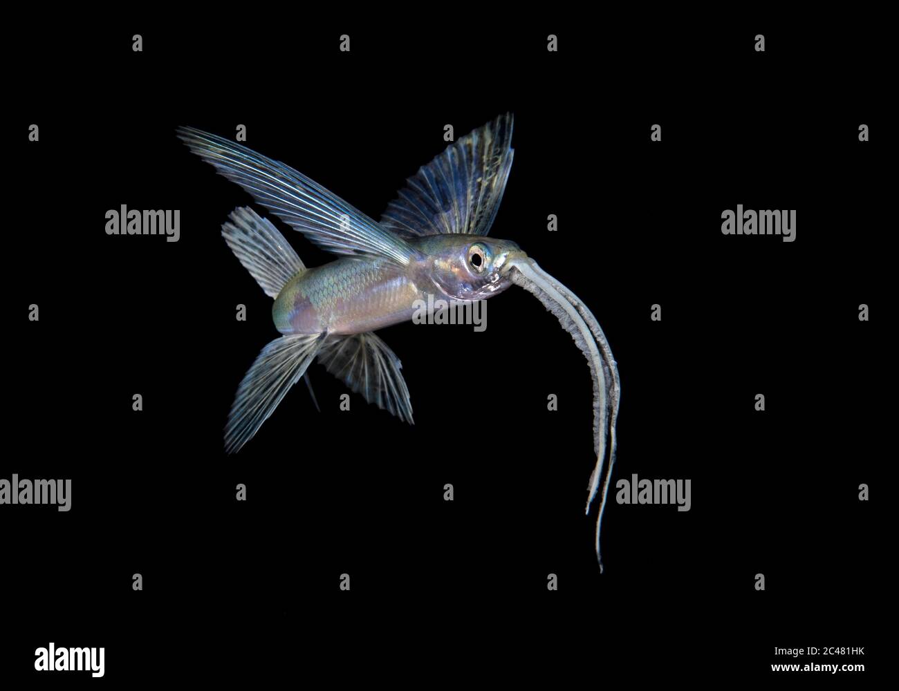 Exocoetidae flying fish marine Banque de photographies et d’images à ...