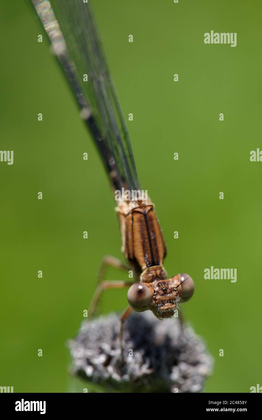 Argia sedula Banque de photographies et d’images à haute résolution - Alamy