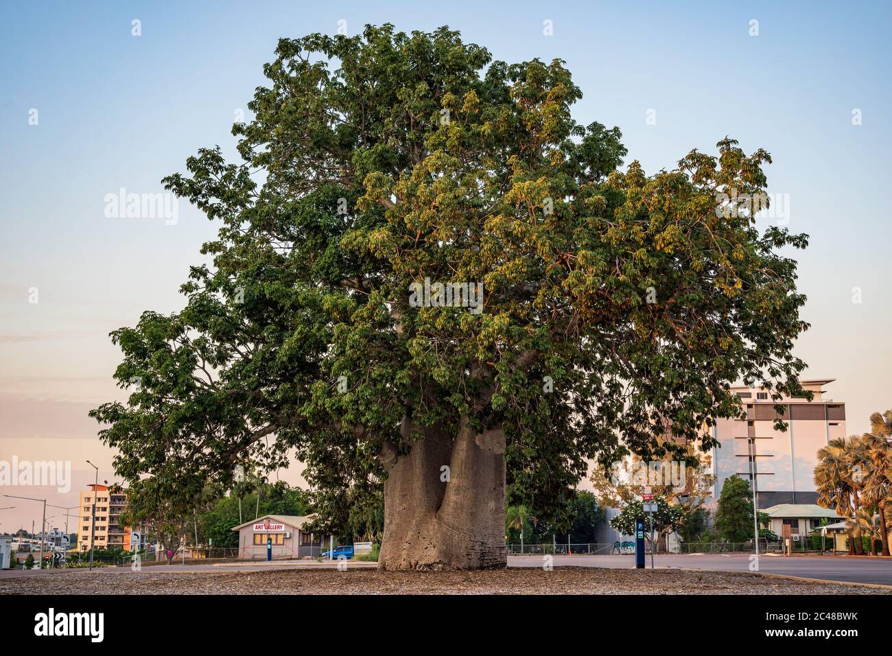 Boab tree Banque de photographies et d’images à haute résolution - Alamy