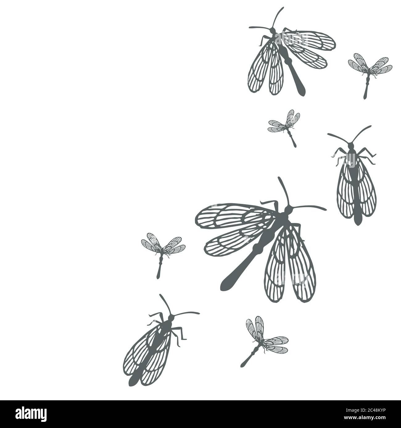 Motif avec un simple coléoptère plat avec différentes ailes insectes ...