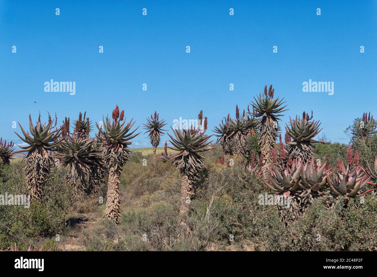 Tap aloe Banque de photographies et d’images à haute résolution - Alamy