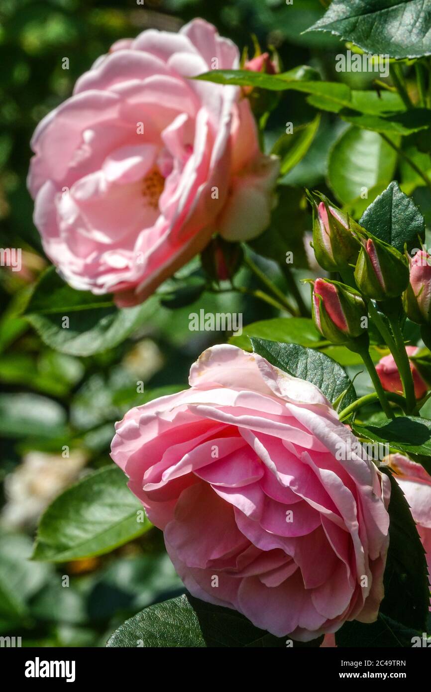 Veillon astrid Banque de photographies et d’images à haute résolution ...