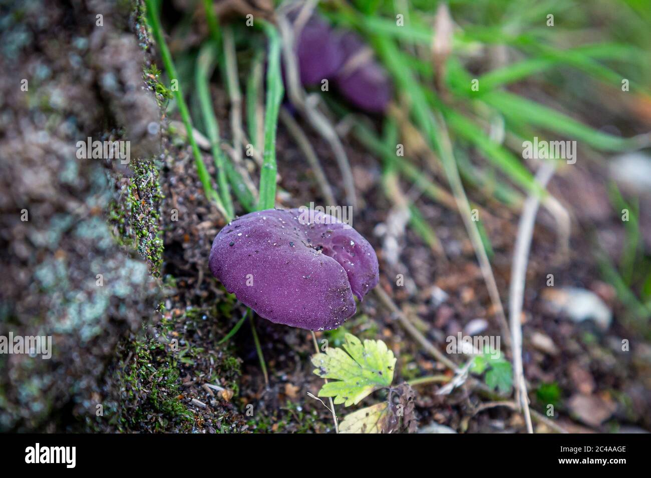 Un champignon violet vivant qui pousse dans les bois des Highlands d ...