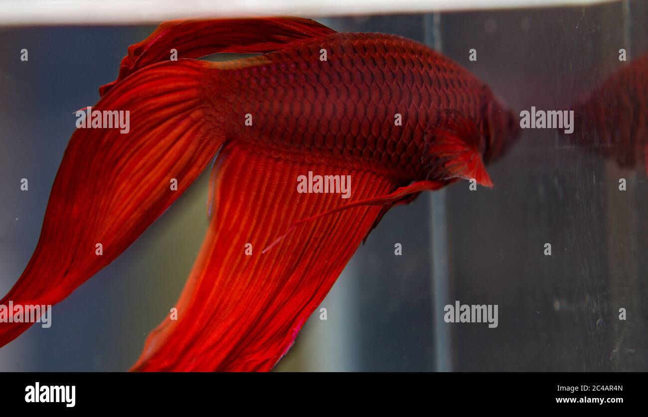 Poisson bêta Banque de photographies et d’images à haute résolution - Alamy