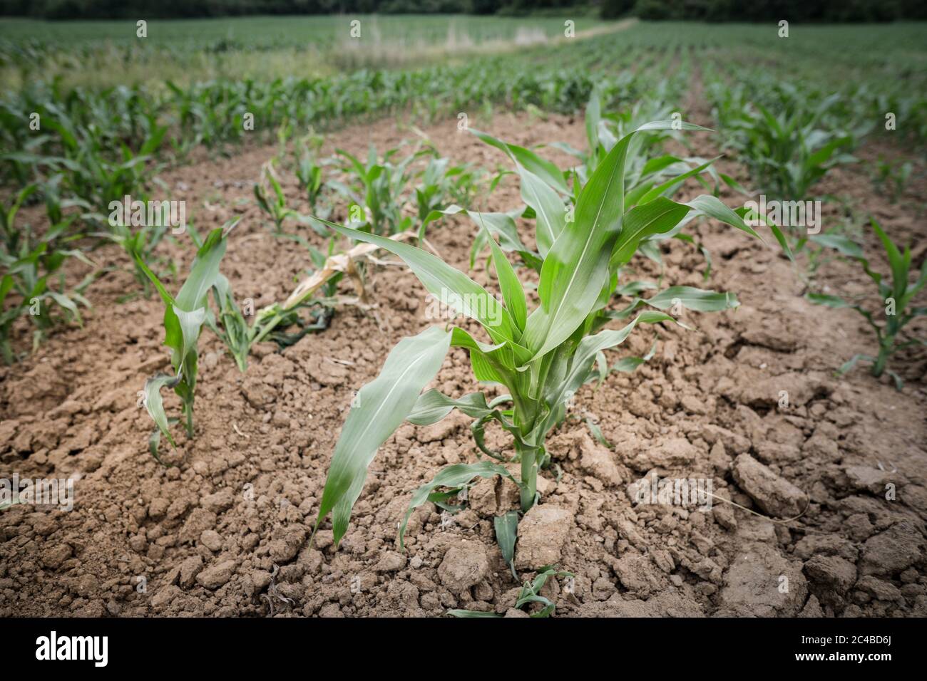 Détails avec de jeunes plants de maïs sur un champ Photo Stock - Alamy