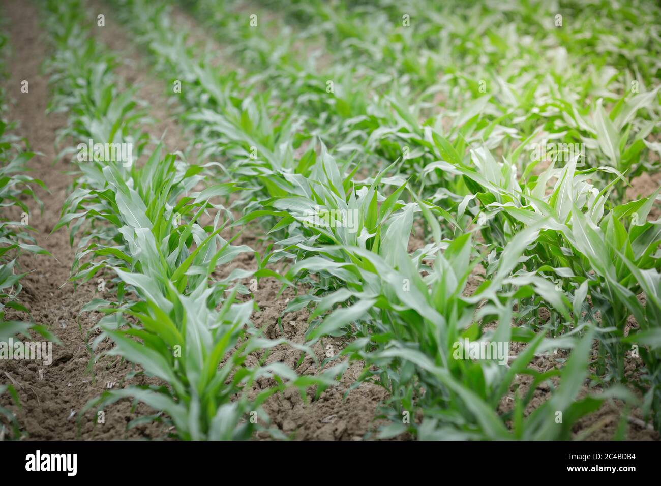Détails avec de jeunes plants de maïs sur un champ Photo Stock - Alamy