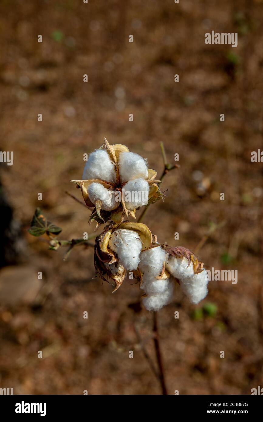 Agriculture cotonnière en afrique Banque de photographies et d’images à ...