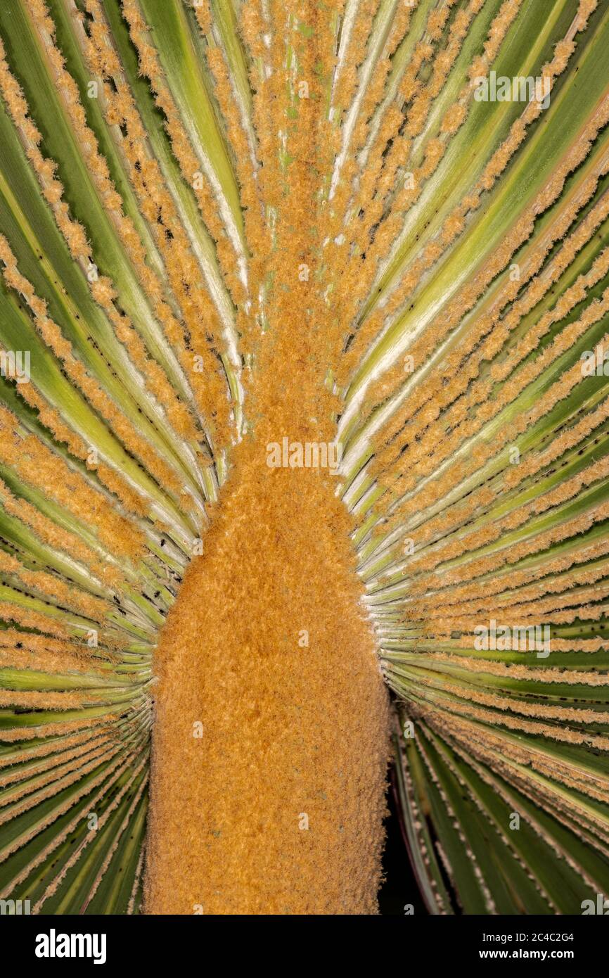 Palmier latanier Banque de photographies et d’images à haute résolution ...