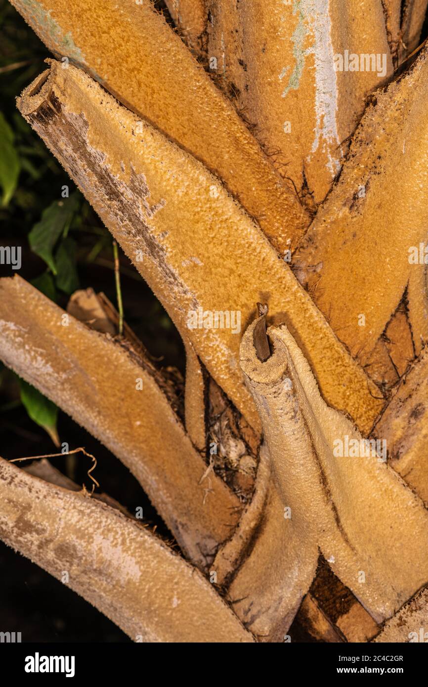 Palmier latanier Banque de photographies et d’images à haute résolution ...