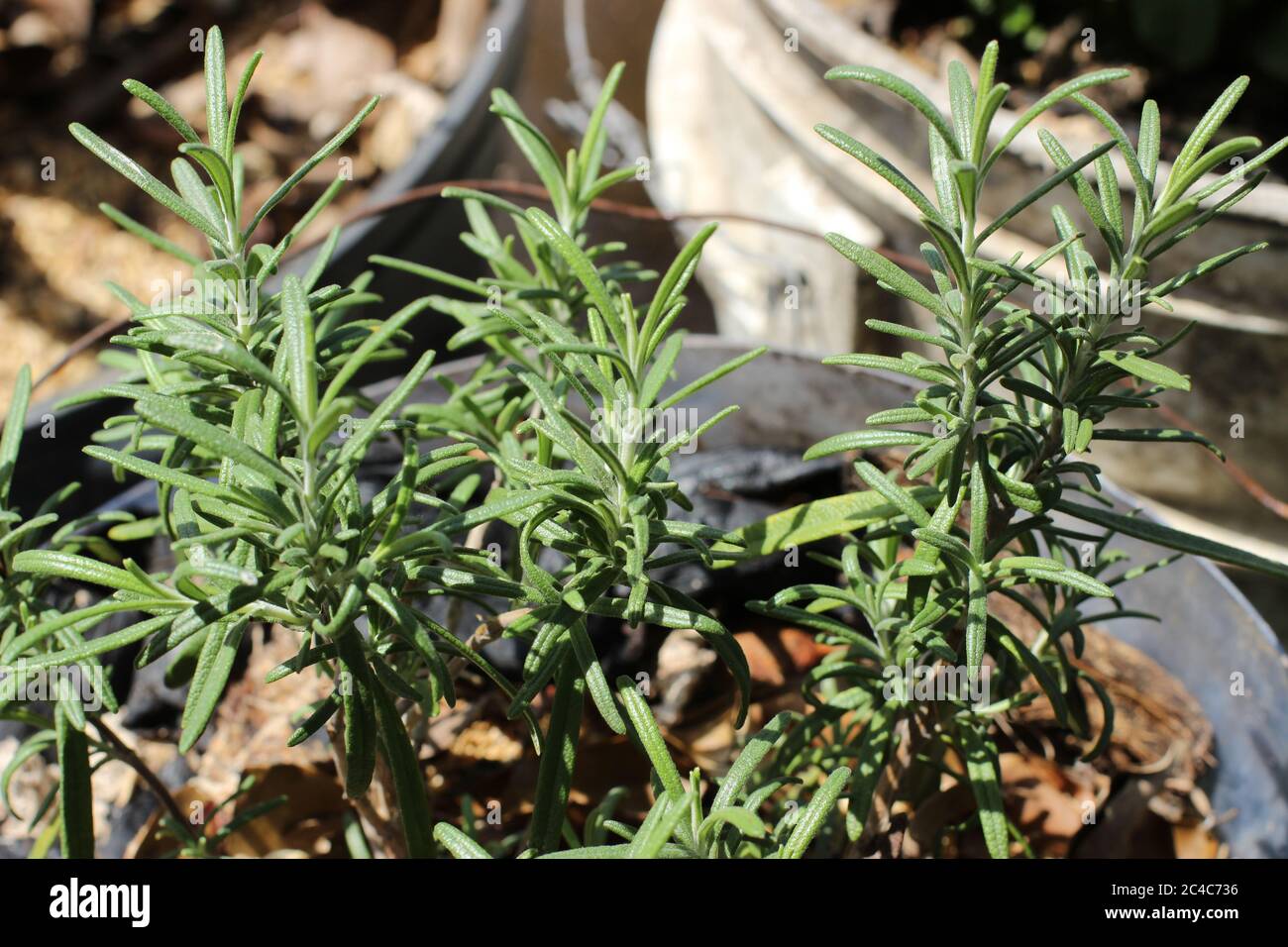 Feuille de romarin Banque de photographies et d’images à haute ...