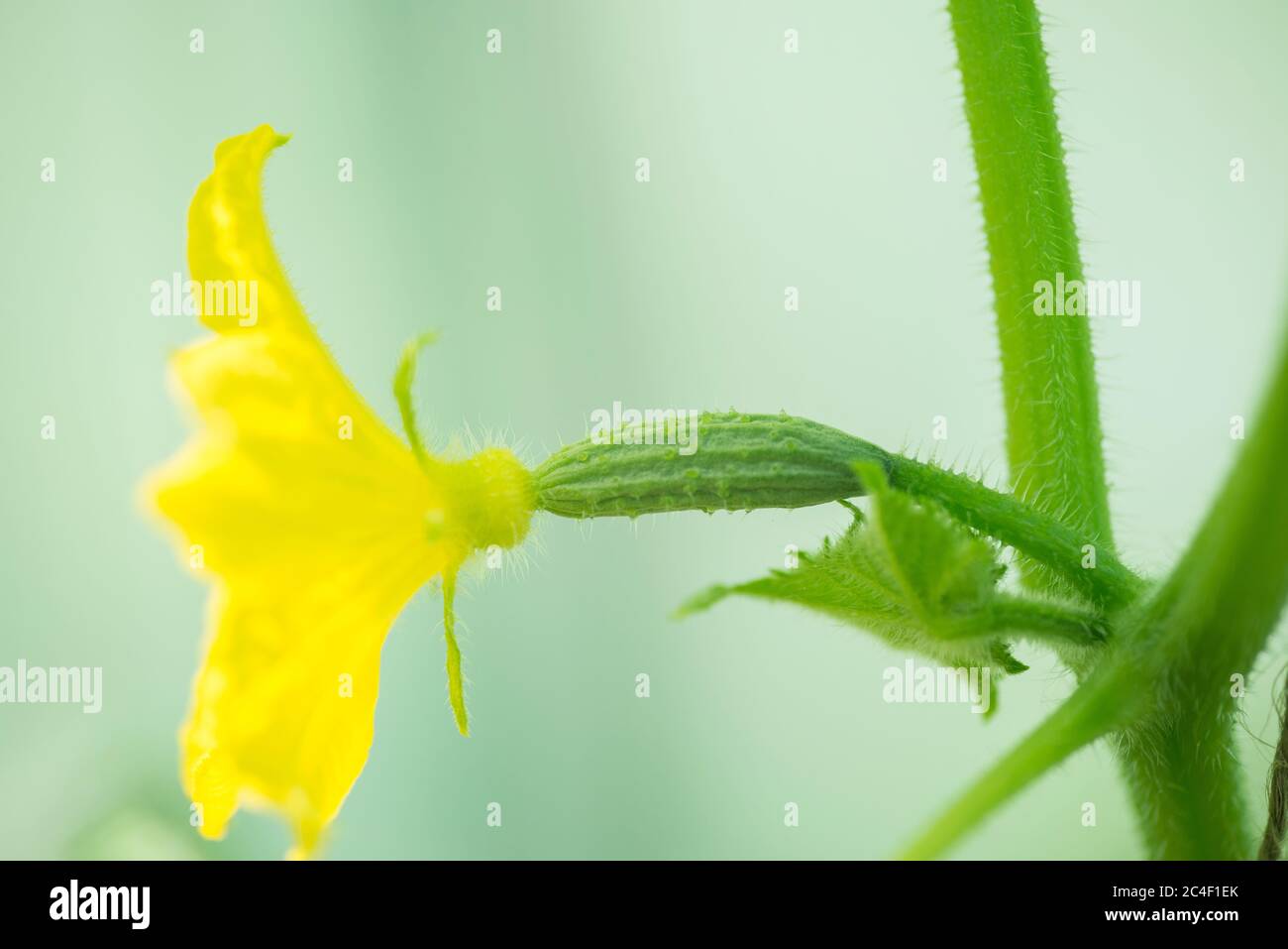 Fleurs de concombre femelle Banque de photographies et d’images à haute ...