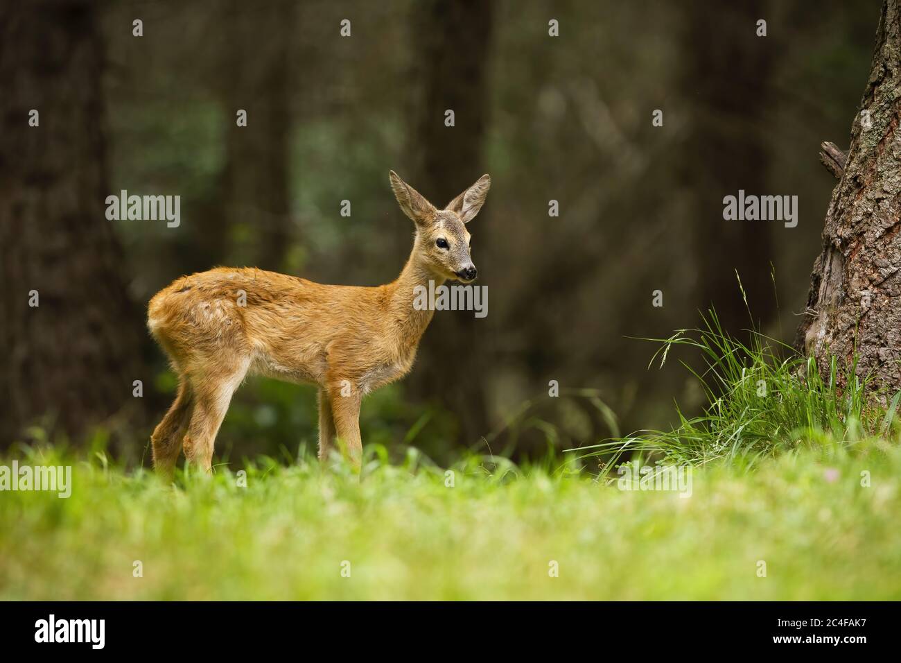 Bannière horizontale biche faon Banque de photographies et d’images à ...