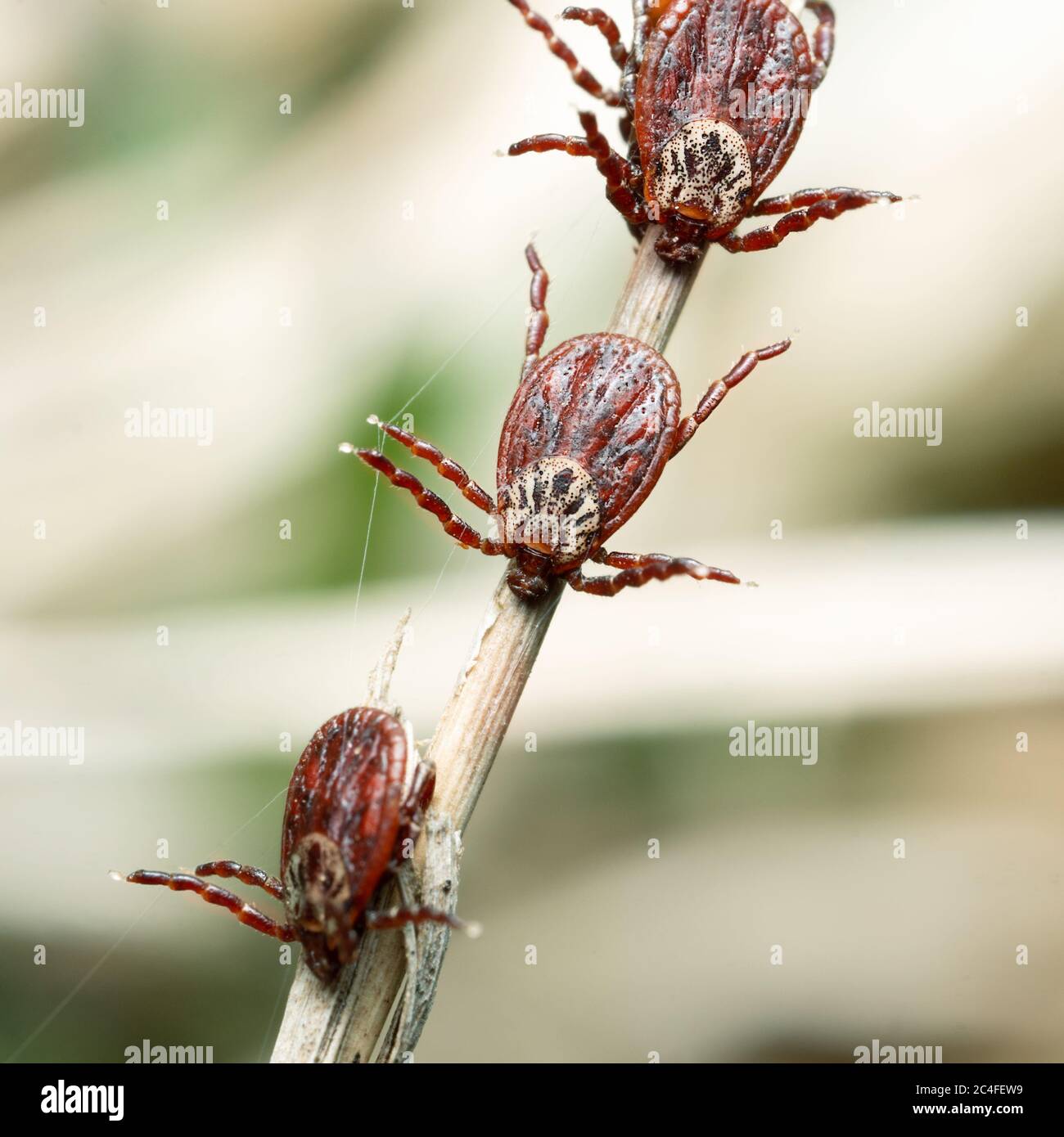 Insectes rampant qui pique Banque de photographies et d’images à haute ...