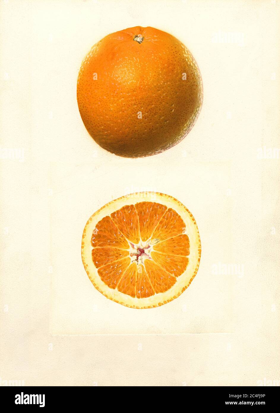 Royal charles steadman Banque de photographies et d’images à haute ...