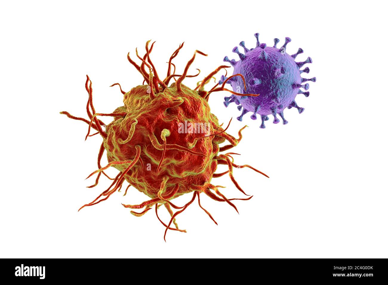 Cellule dendritique 3d Banque de photographies et d’images à haute ...