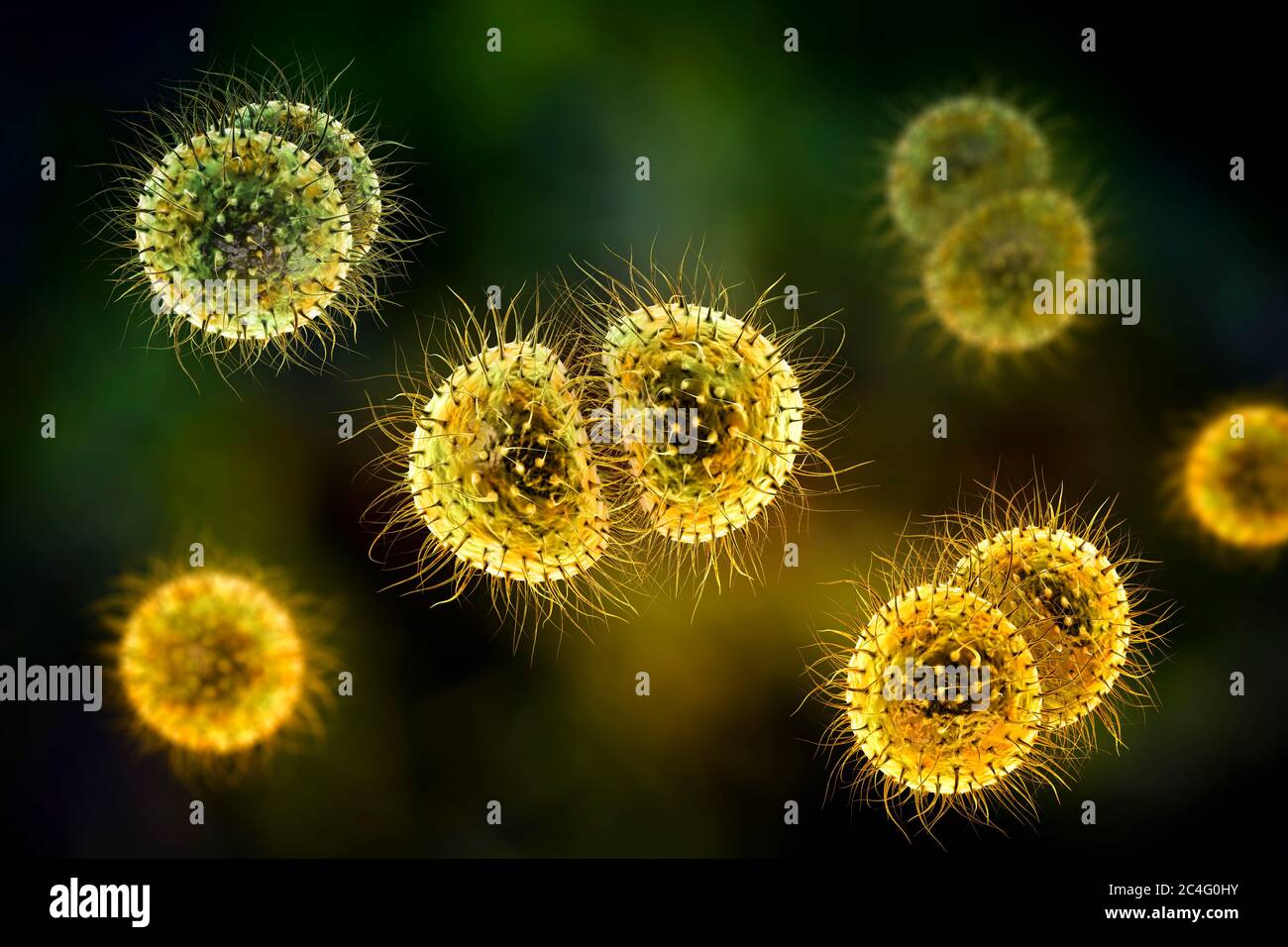 Bactéries de méningite (Neisseria meningitidis), illustration ...