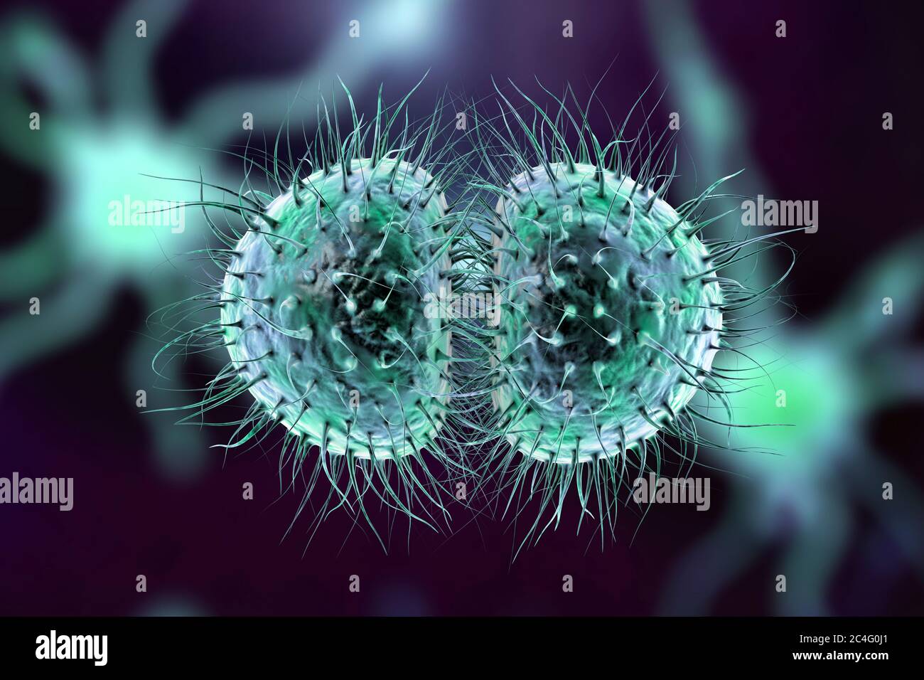 Bactérie de la méningite Banque de photographies et d’images à haute ...