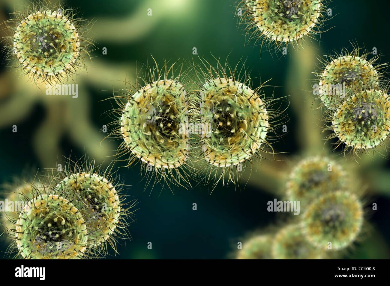 Neisseria meningitidis gram Banque de photographies et d’images à haute ...