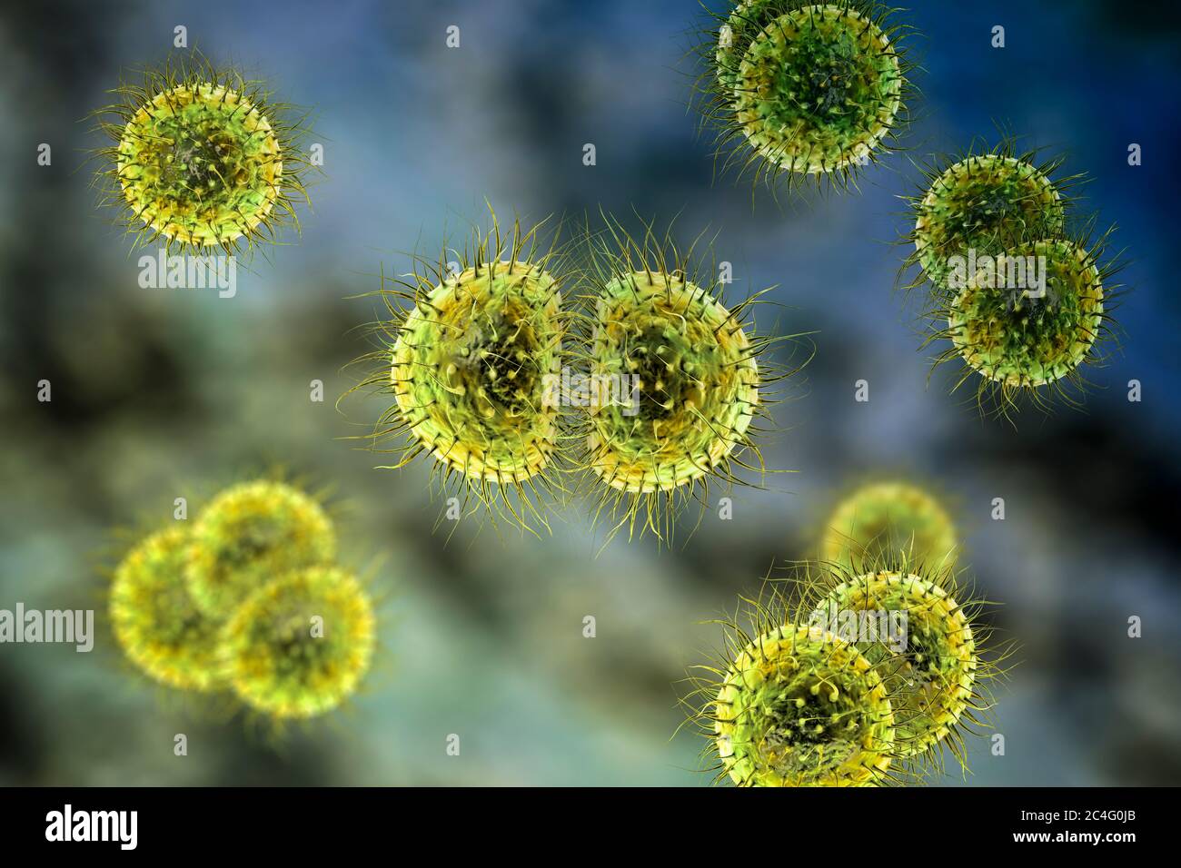 Bactéries de méningite (Neisseria meningitidis), illustration ...