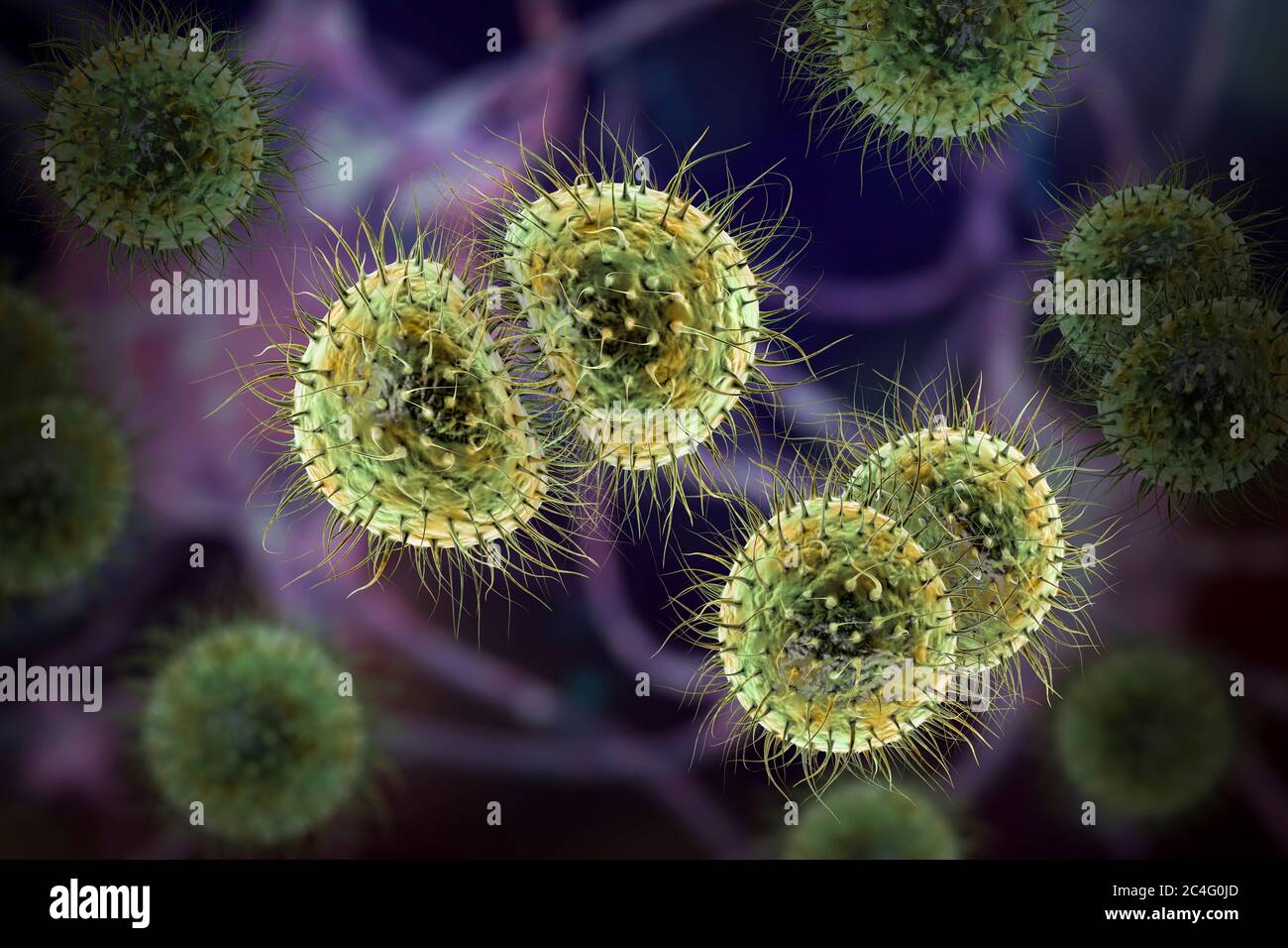 Bactéries de méningite (Neisseria meningitidis), illustration ...