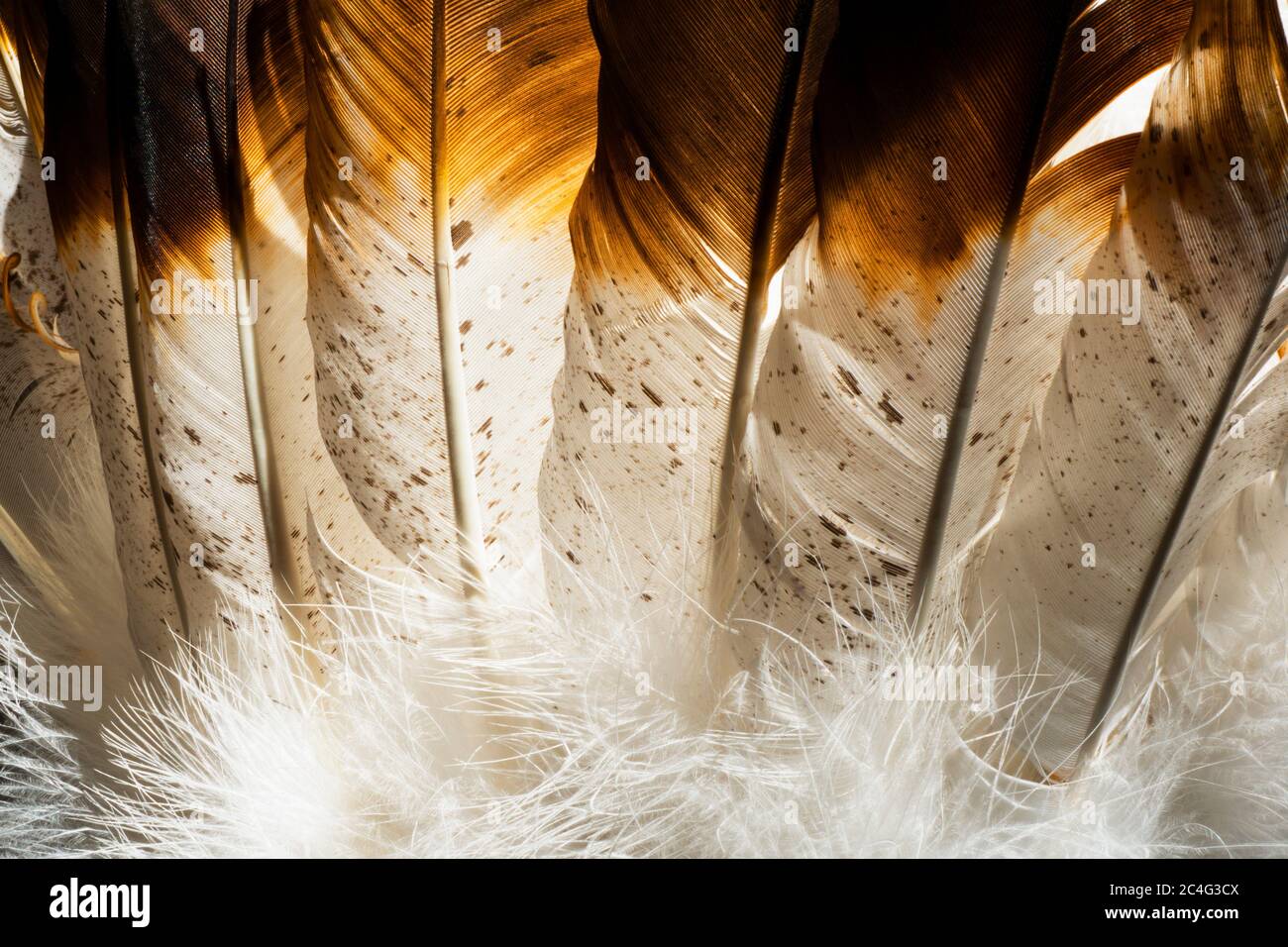 Détails des plumes indiennes d'Amérique indigène Photo Stock - Alamy