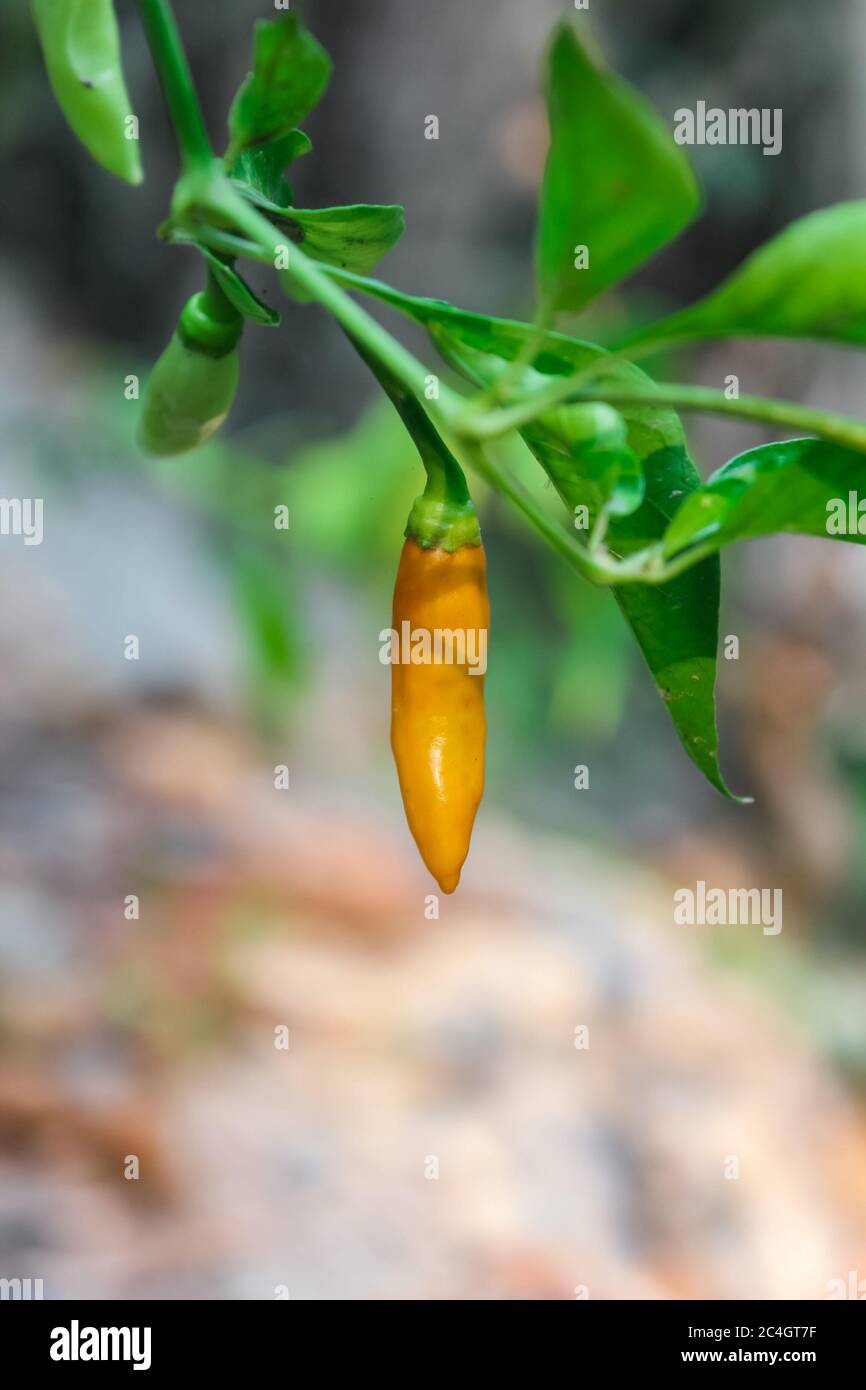 épice jaune Banque de photographies et d’images à haute résolution - Alamy