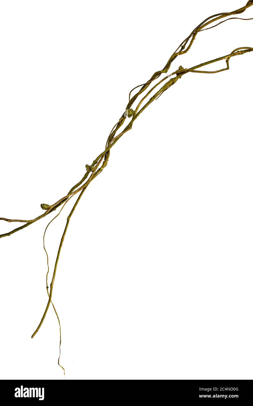 gros plan sur la racine en bois. Branche de l'arbre de jungle torsadé ...