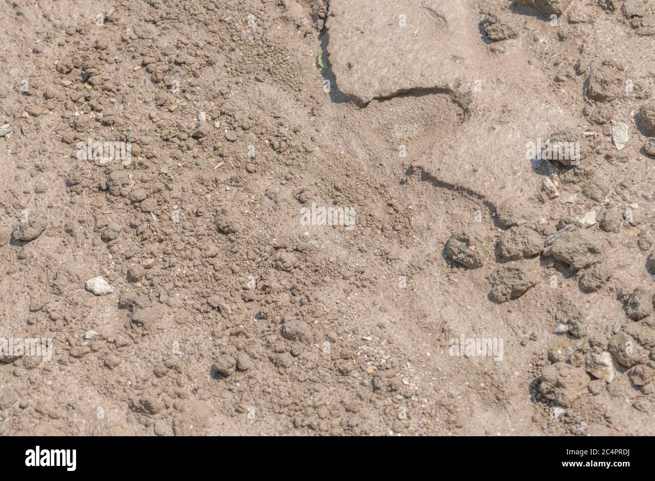 Structure du sol de séchage du limon boueux dans le champ. Une forte ...
