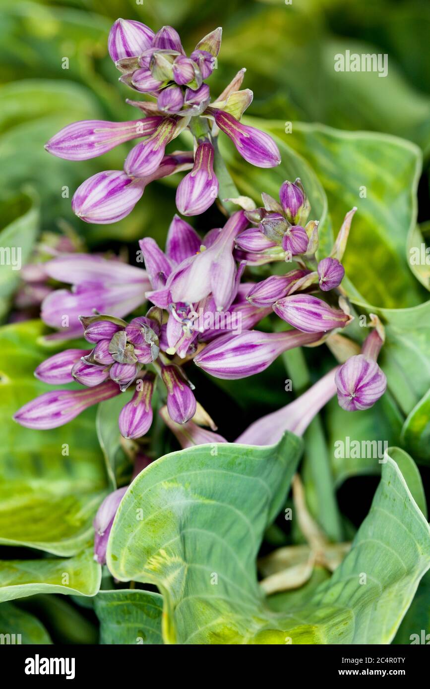 Fleurs de hosta Banque de photographies et d’images à haute résolution ...
