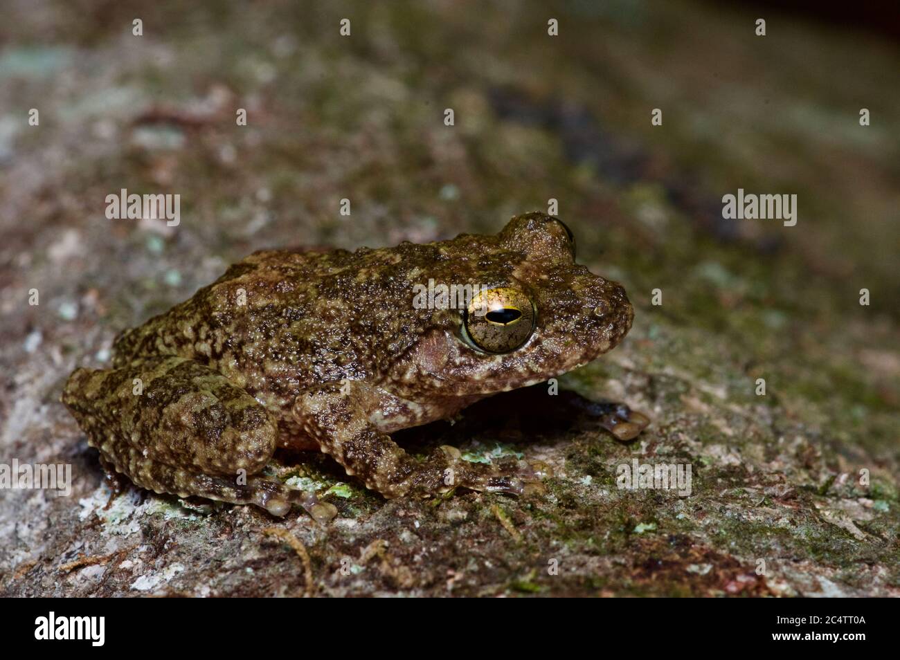 Grenouille creuse Banque de photographies et d’images à haute ...